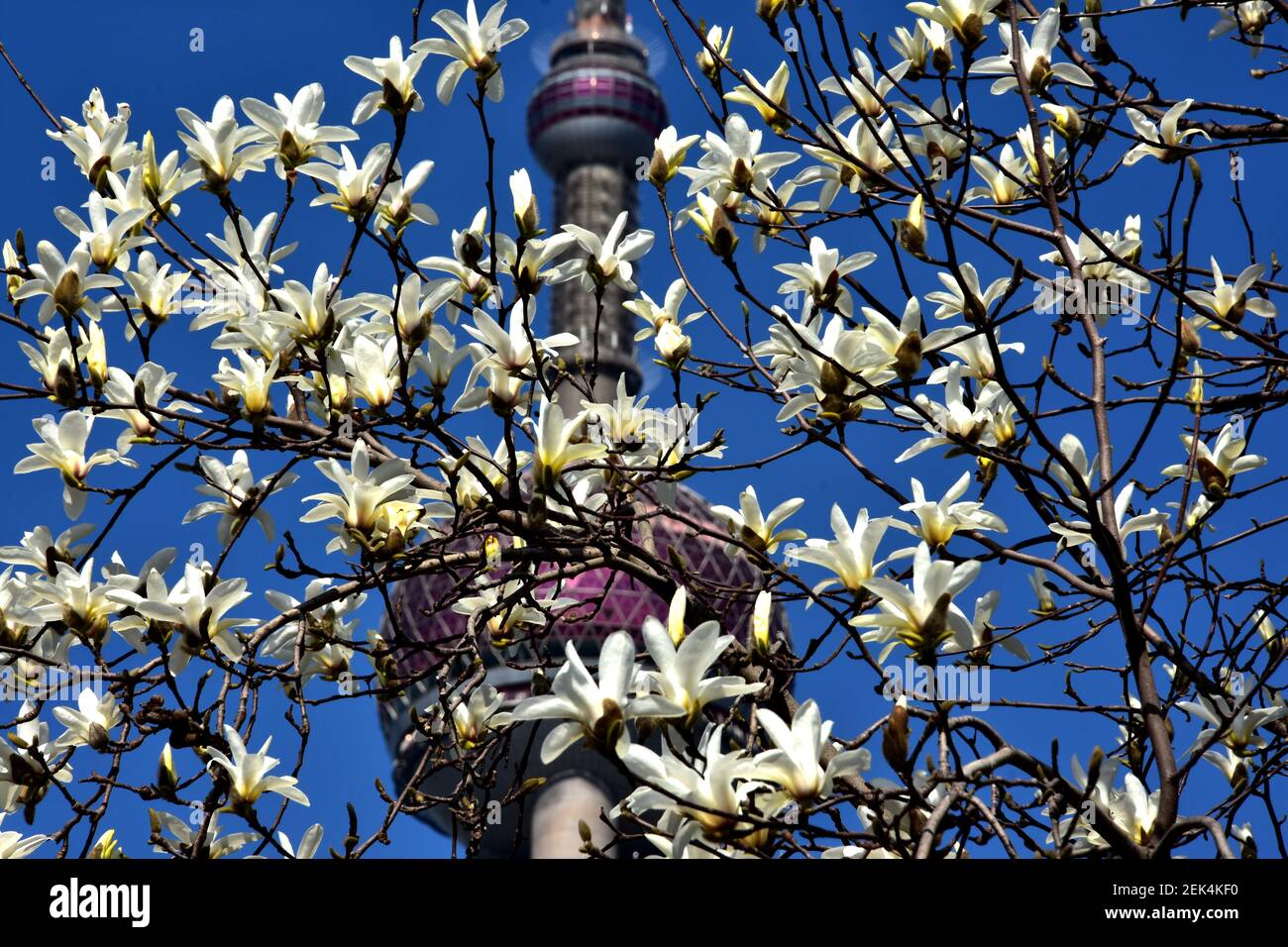 As the temperature warms up, magnolia denudata flowers, the "flower of ...