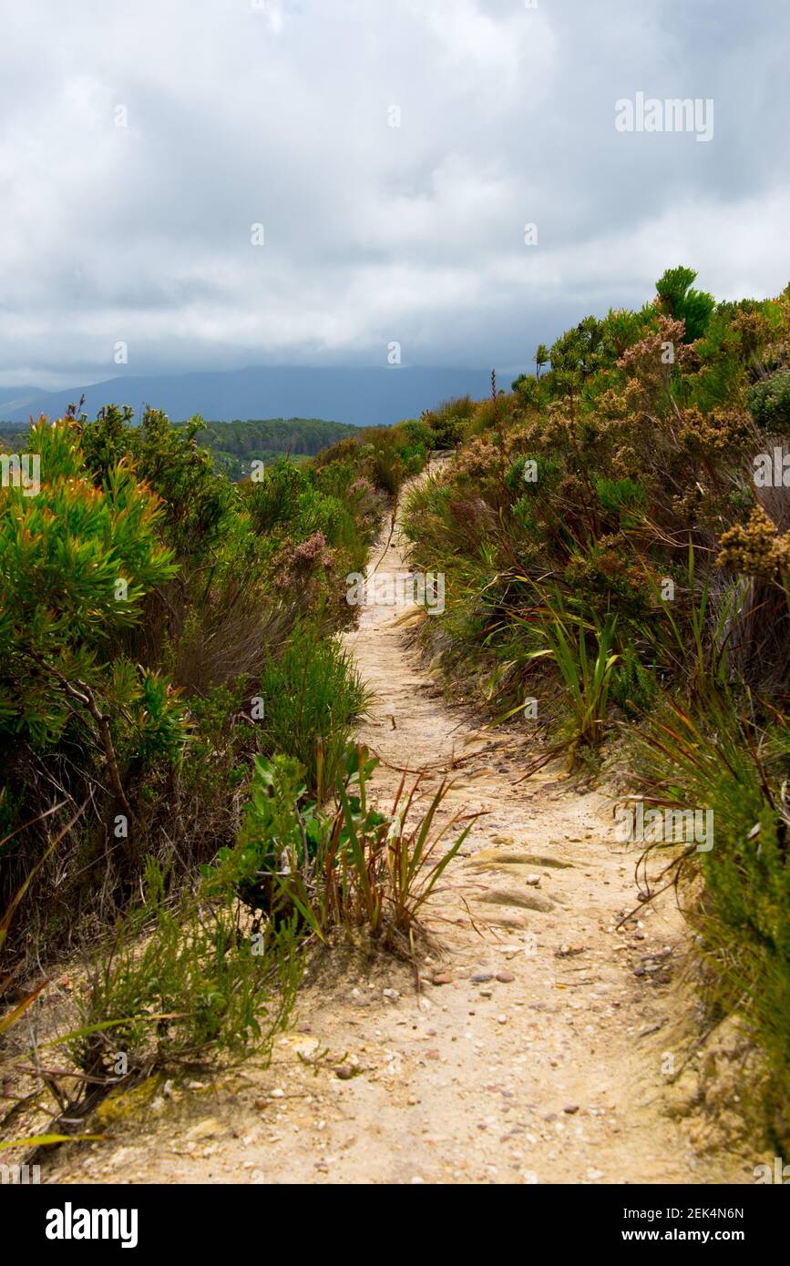 Footpath in Garden Route National Park, Tsitsikamma Section, near ...