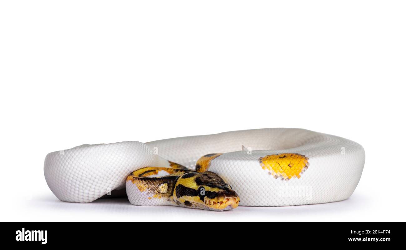 Un pigmented Cut Out Stock Images & Pictures - Alamy