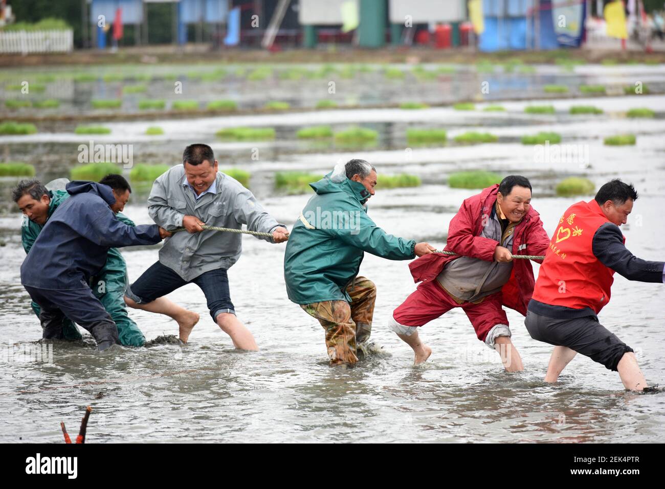 Jiangsuï¼ŒCHINA-Local villagers and tourists compete to plant rice ...
