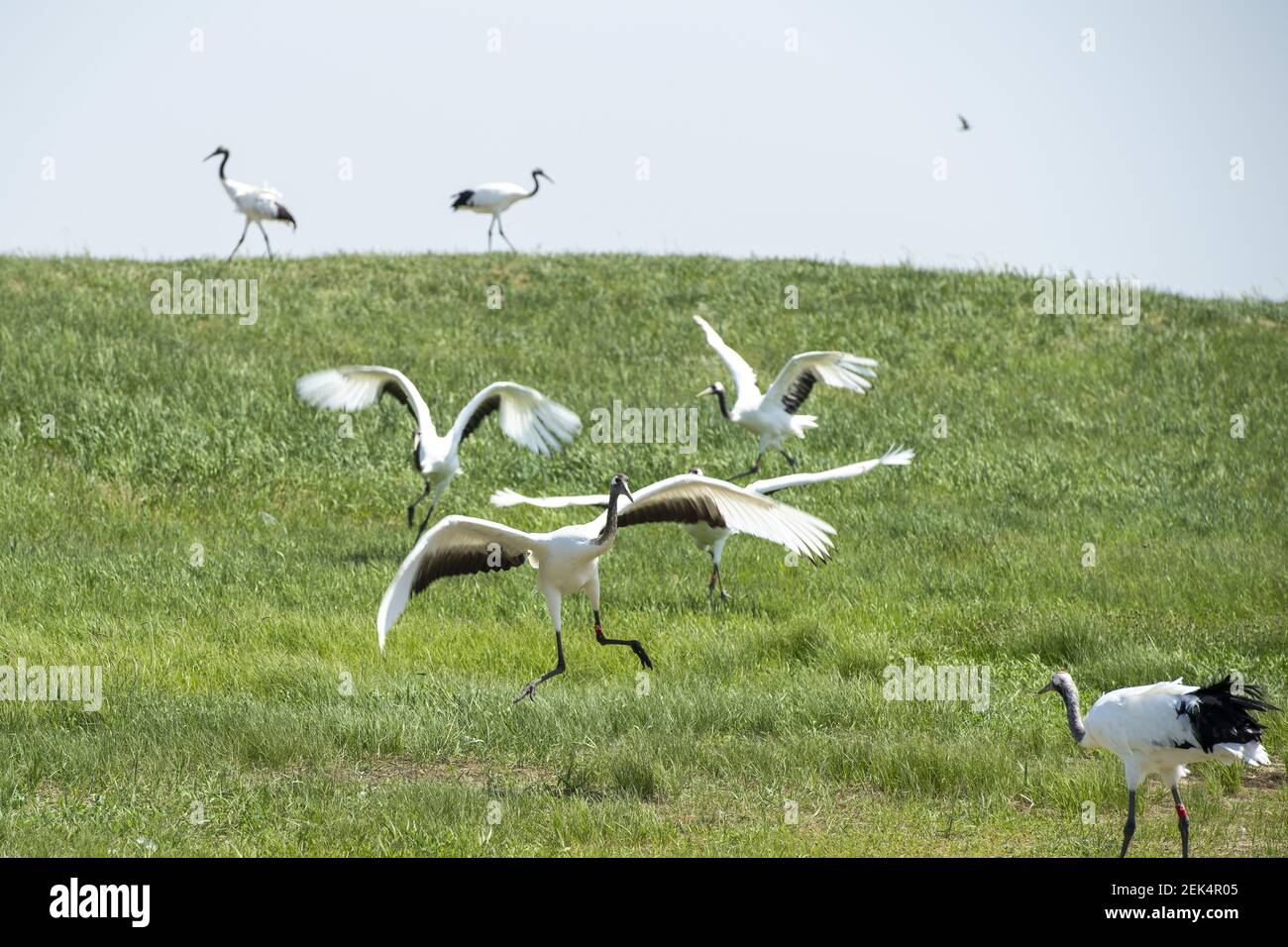 Heilongjiangï¼ŒCHINA-The wetland in Zhalong National Nature Reserve in ...