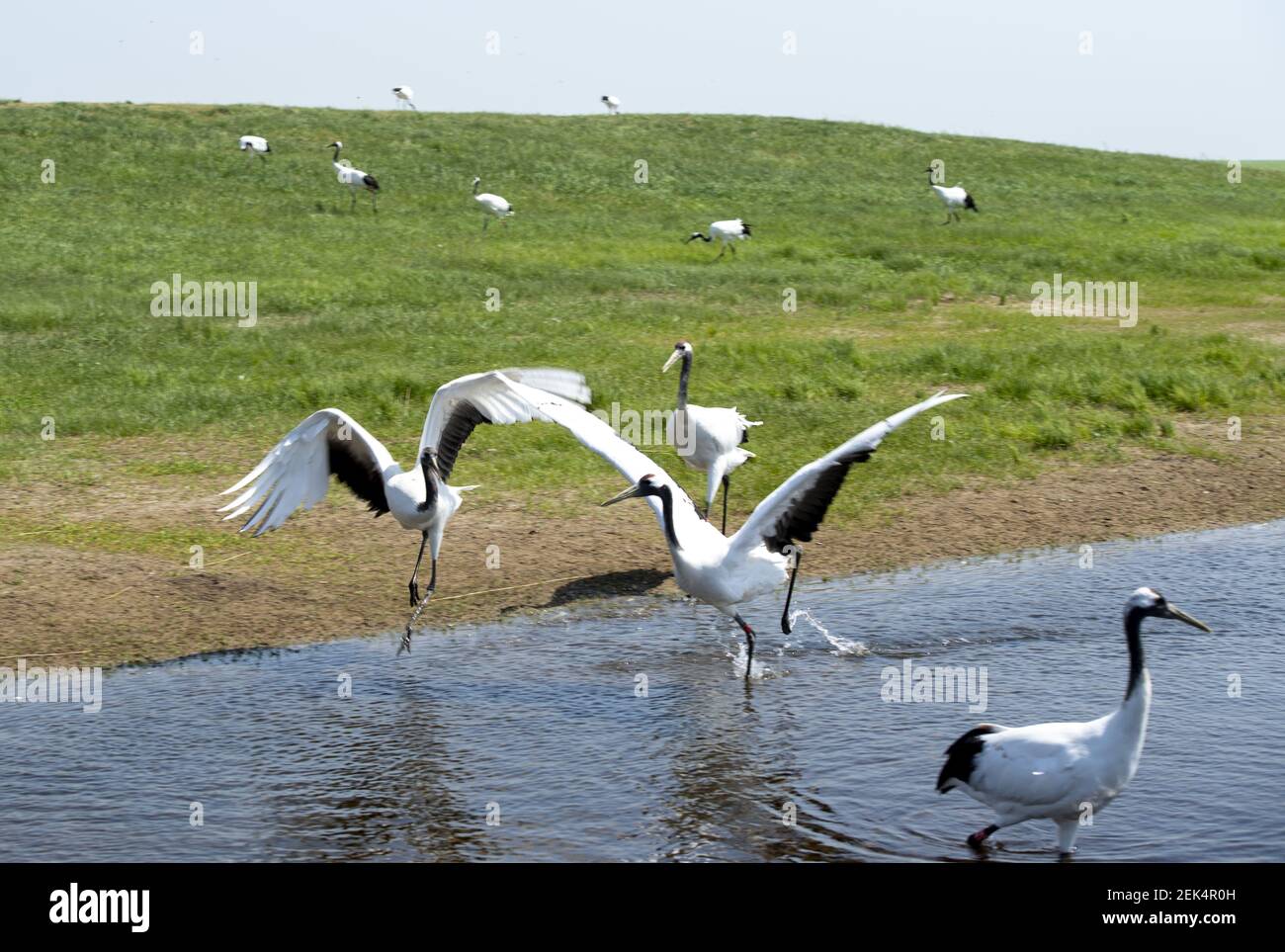 Heilongjiangï¼ŒCHINA-The wetland in Zhalong National Nature Reserve in ...