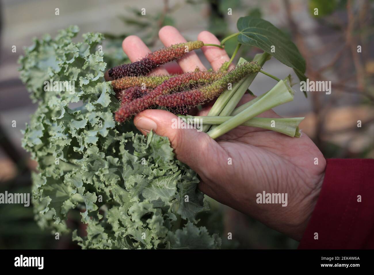 Ida Amal picks various vegetables from her rooftop garden in Serpong ...