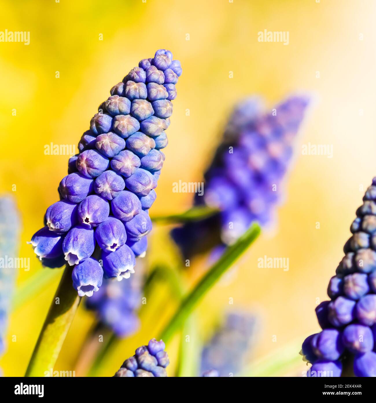 Blue buds flowers Muscari armeniacum or Grape Hyacinth. Viper bow Stock ...
