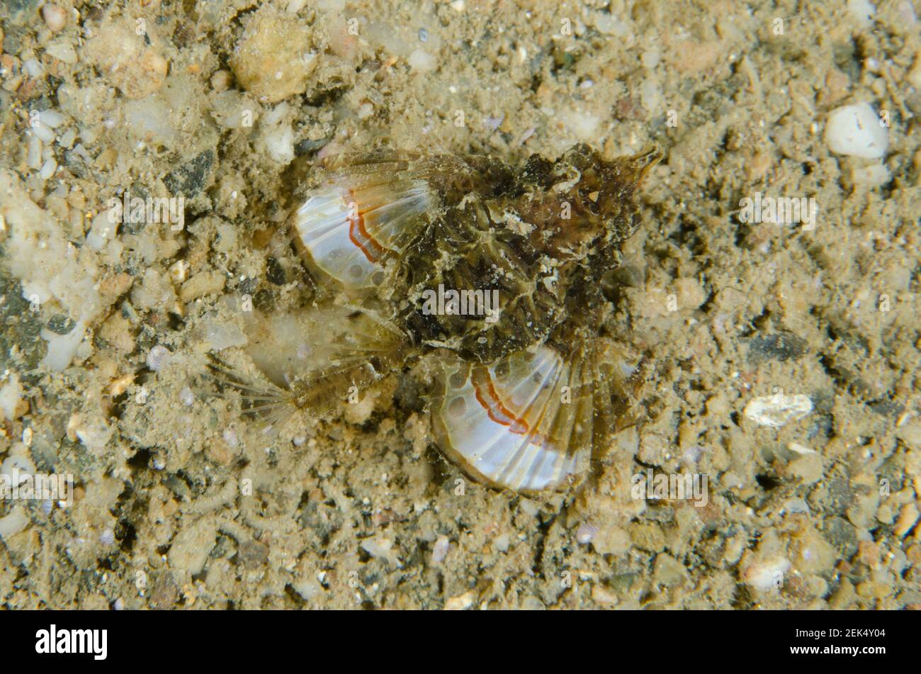 Wildlife of timor leste hi-res stock photography and images - Alamy