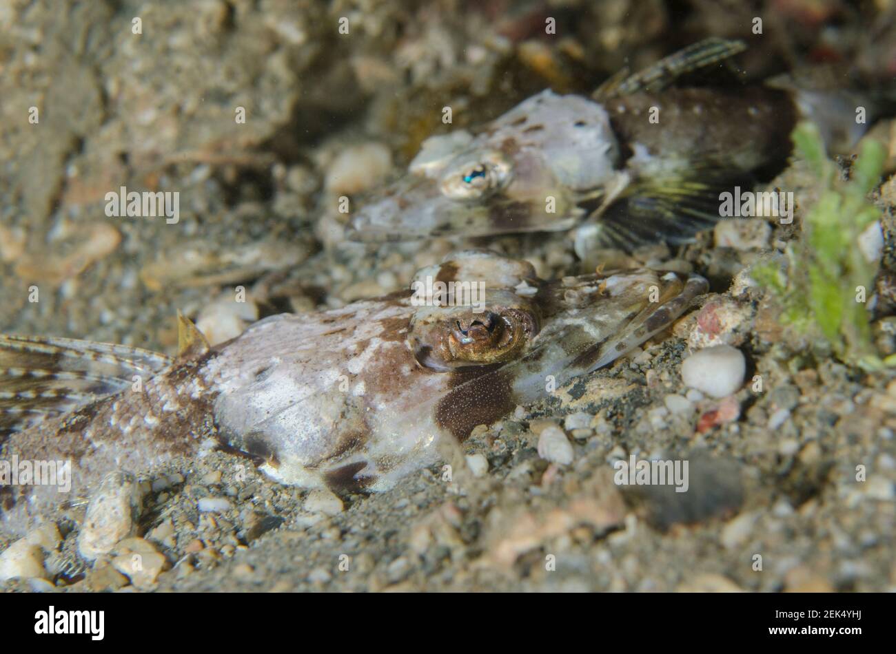 Pair of Welander's Flatheads, Rogadius welanderi, on sand, Night dive ...