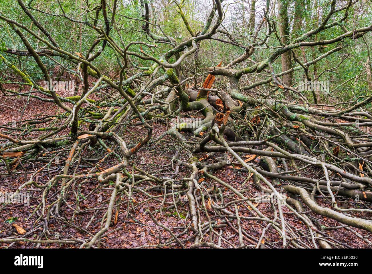 Twisted branches of a tree hi-res stock photography and images - Alamy