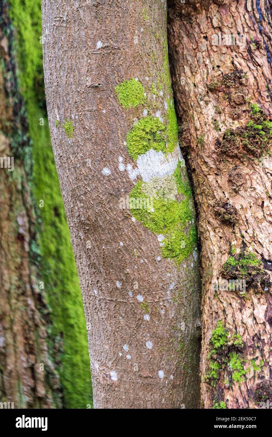 Layered tree bark textures Stock Photo - Alamy