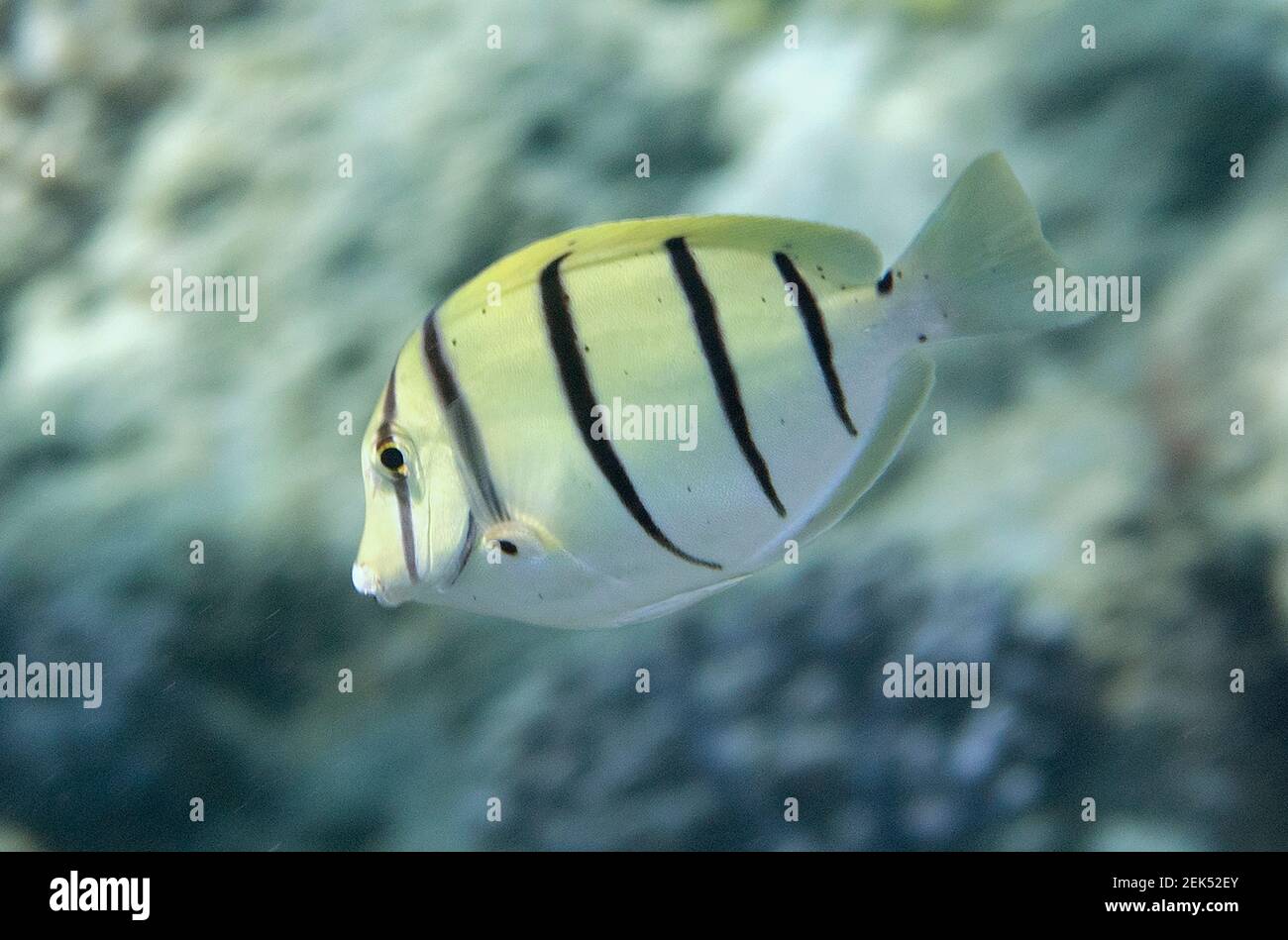 Acanthurus Triostegus High Resolution Stock Photography and Images - Alamy
