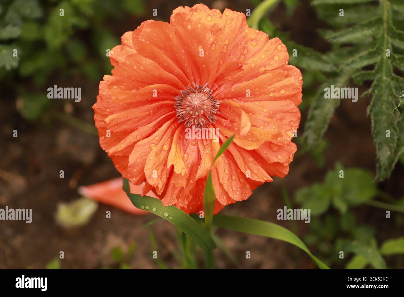red fluffy poppy, green flowerbed Stock Photo - Alamy