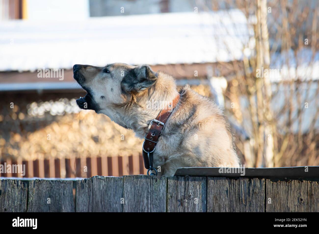 Angry dog fence hi-res stock photography and images - Alamy
