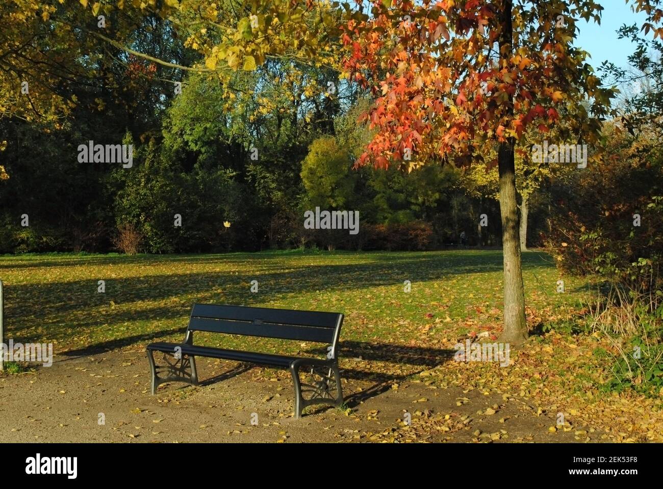 A lone bench in the autumn sun in Vondelpark, Amsterdam, the ...