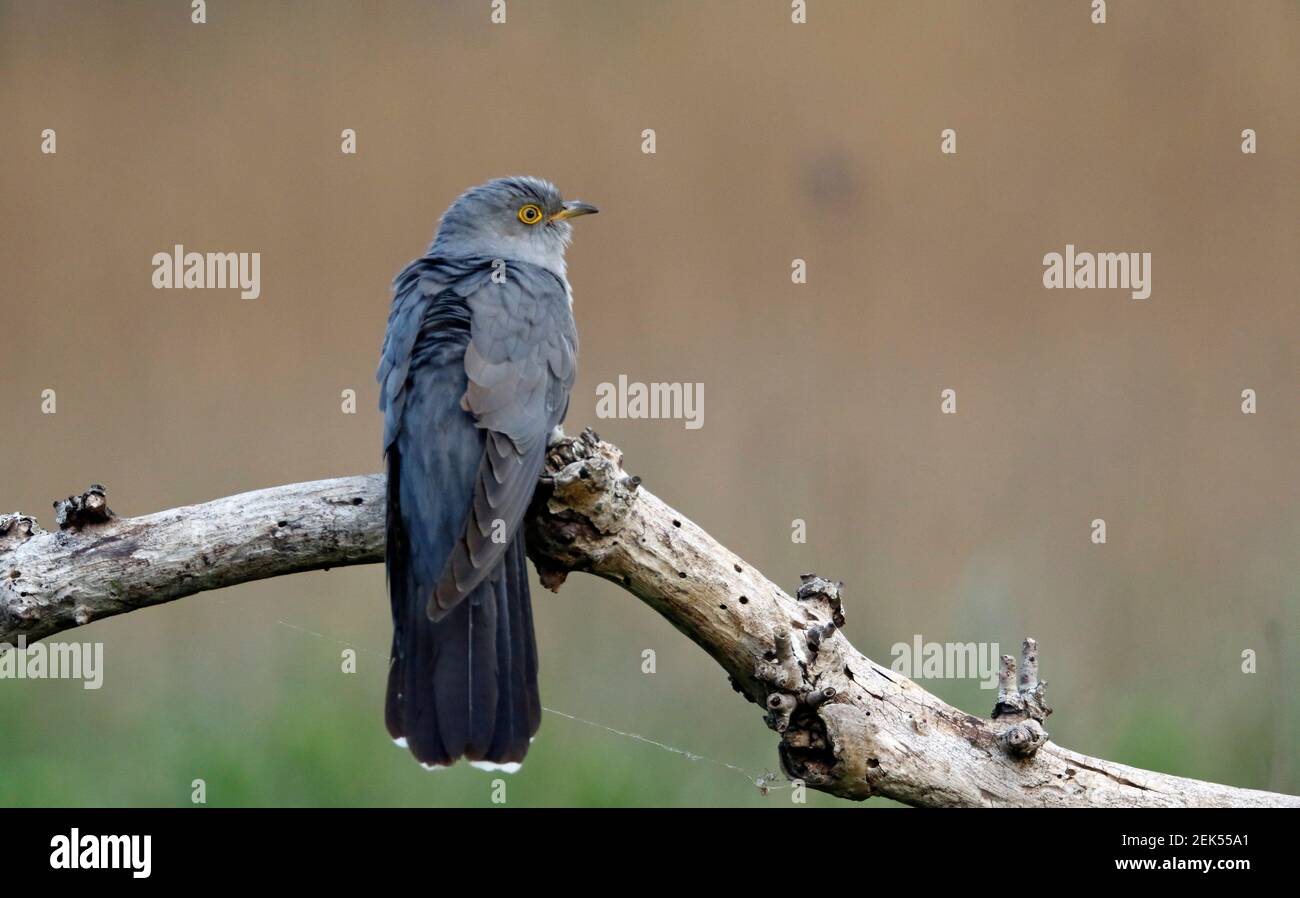 Male cuckoo displaying and feeding Stock Photo - Alamy