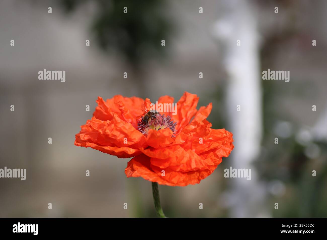 red fluffy poppy, green flowerbed Stock Photo - Alamy