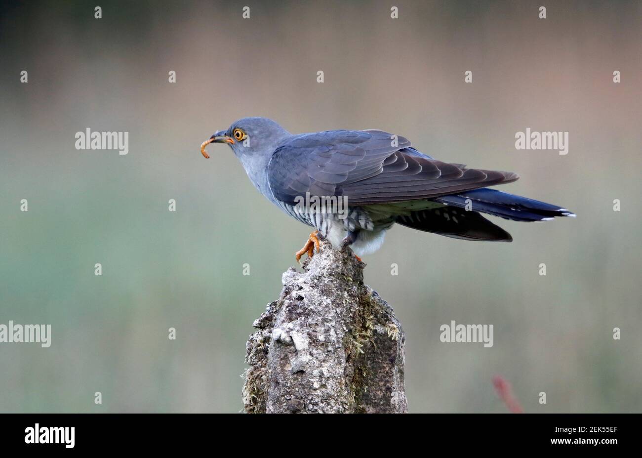 Male cuckoo displaying and feeding Stock Photo - Alamy