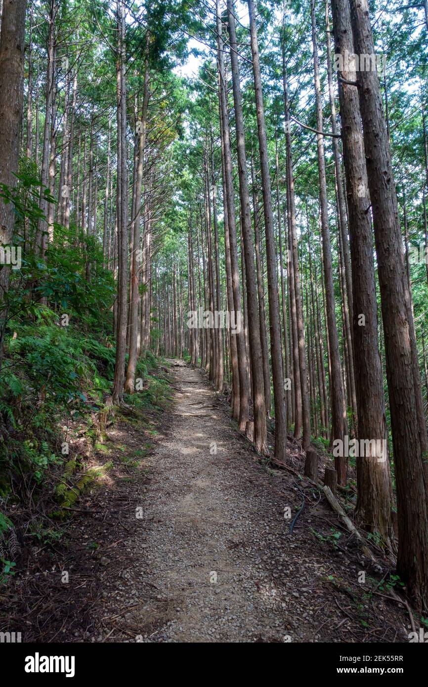 Trail Kumano Kodo Japan Japanese Forest Stock Photo - Alamy