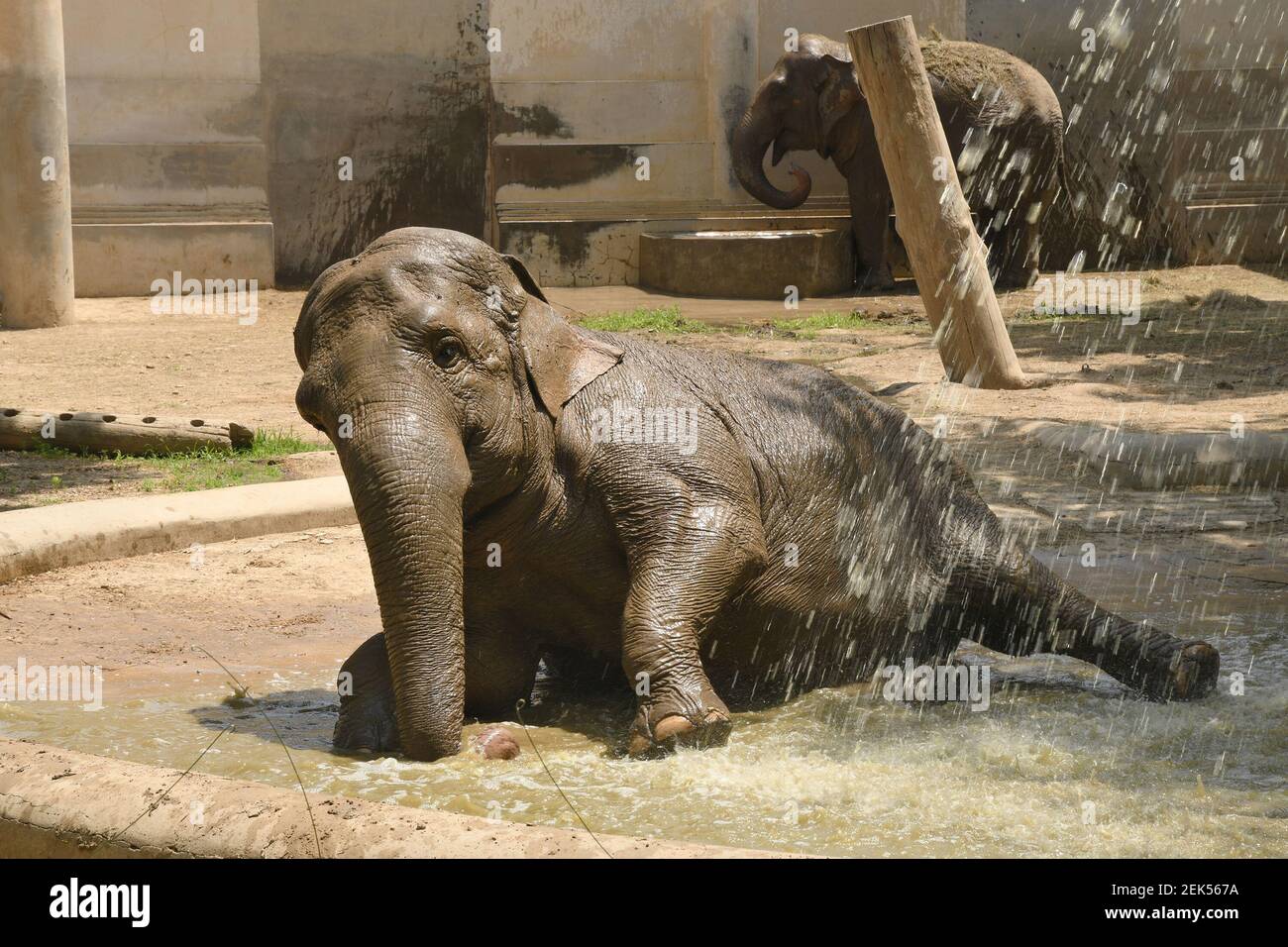 BEIJING, CHINA - JUNE 7, 2020 - An elephant enjoys water from a spray ...