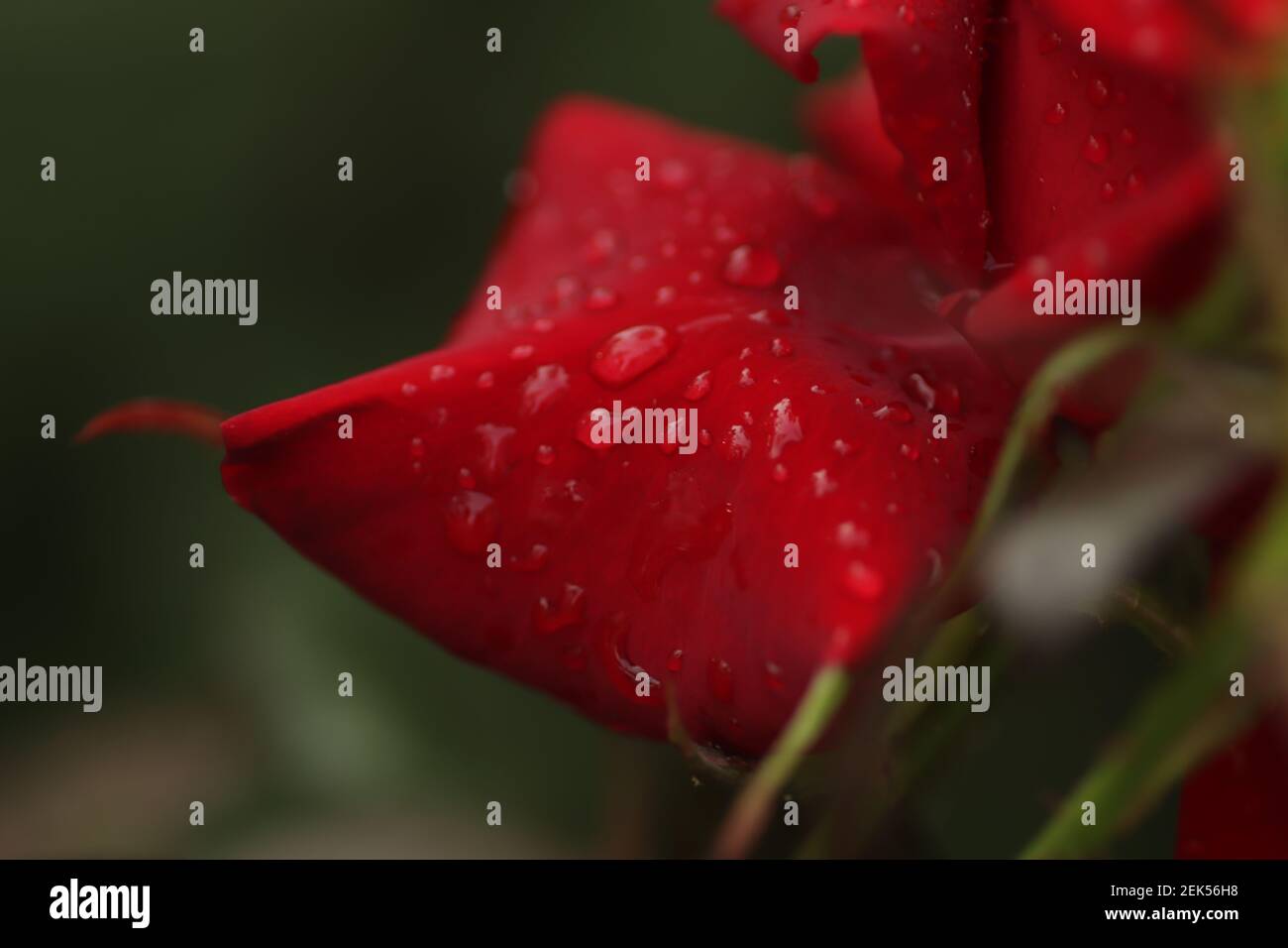 Wet rose petals hi-res stock photography and images - Alamy