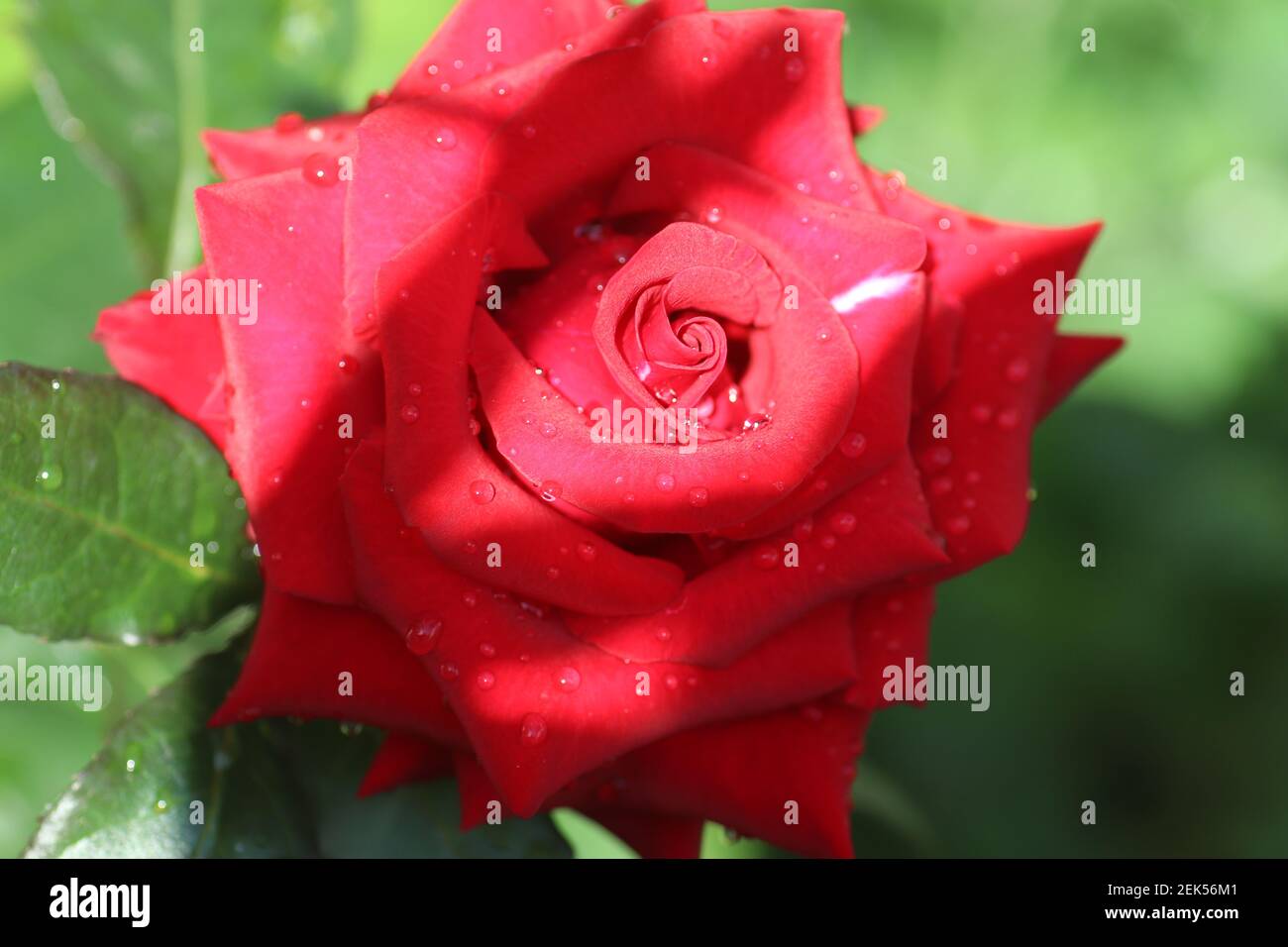 Wet rose petals hi-res stock photography and images - Alamy