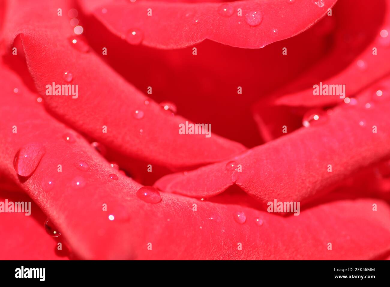 Wet rose petals hi-res stock photography and images - Alamy