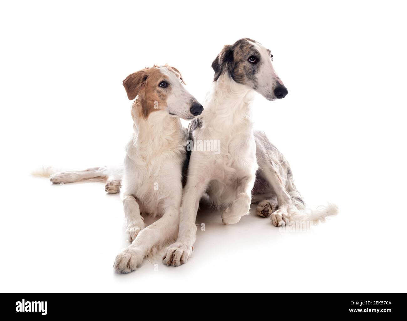young borzois in front of white background Stock Photo - Alamy