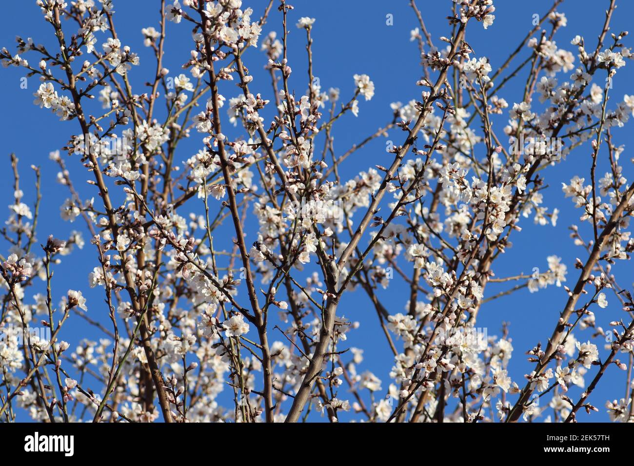 spring flowering of flowers on a tree, white flowers Stock Photo - Alamy