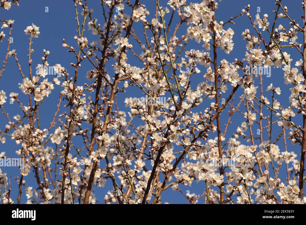 spring flowering of flowers on a tree, white flowers Stock Photo - Alamy