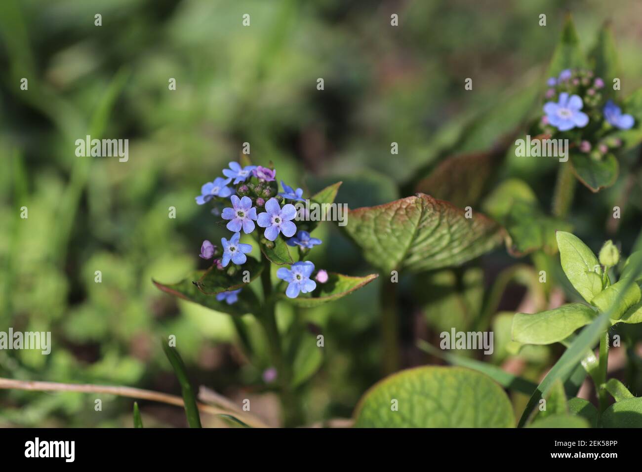 soothing flowers like a beautiful green background Stock Photo - Alamy