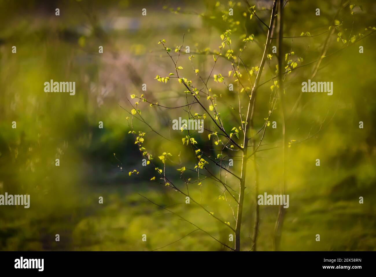 Blurry, not in focus photo. Spring time. Green sprouts and leafs on ...