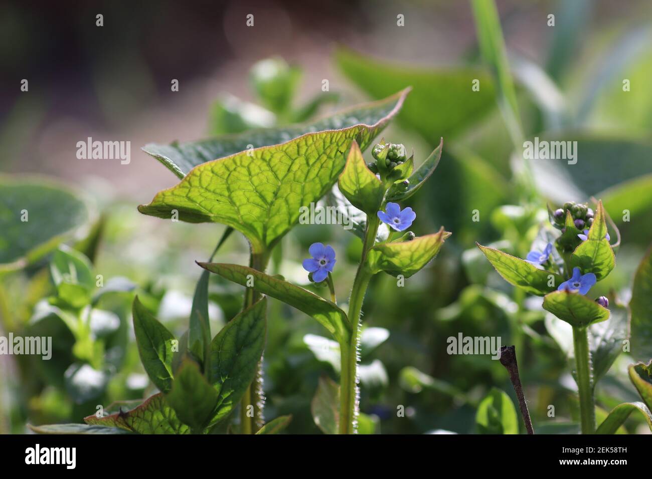 soothing flowers like a beautiful green background Stock Photo - Alamy
