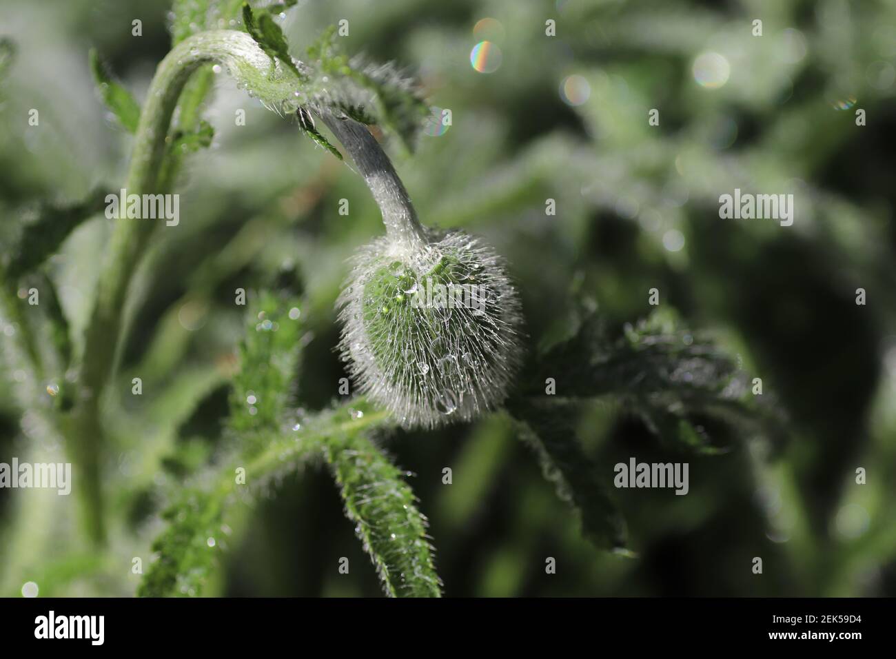 soothing flowers like a beautiful green background, fluffy buds of ...