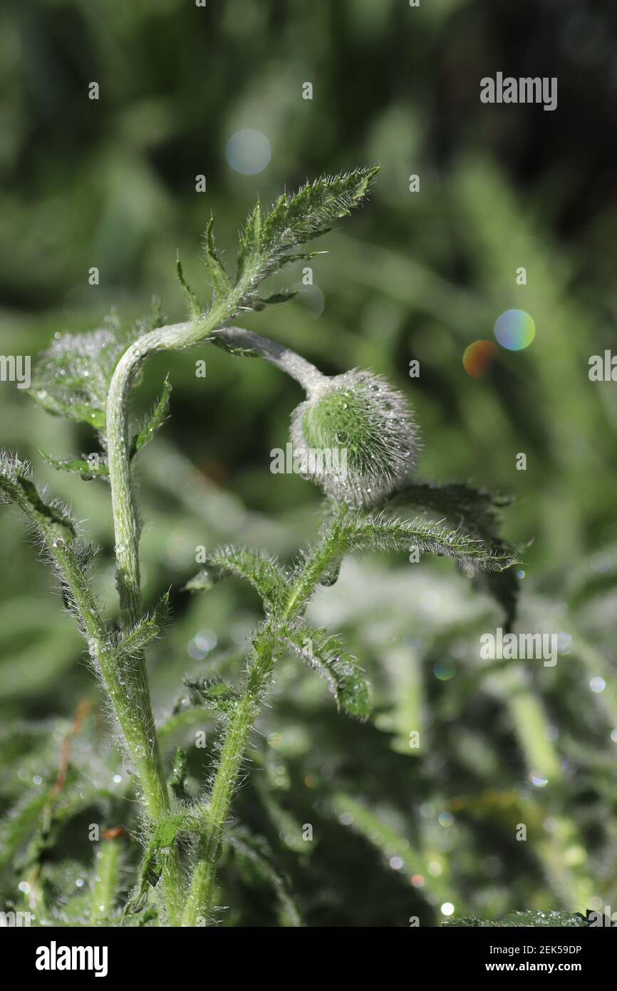 soothing flowers like a beautiful green background, fluffy buds of ...