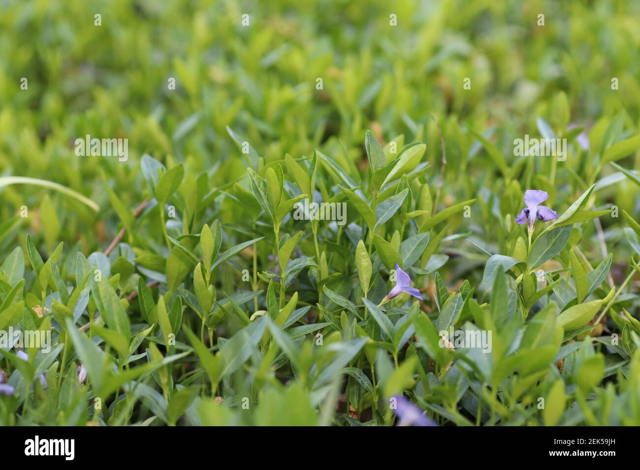soothing flowers like a beautiful green background Stock Photo - Alamy