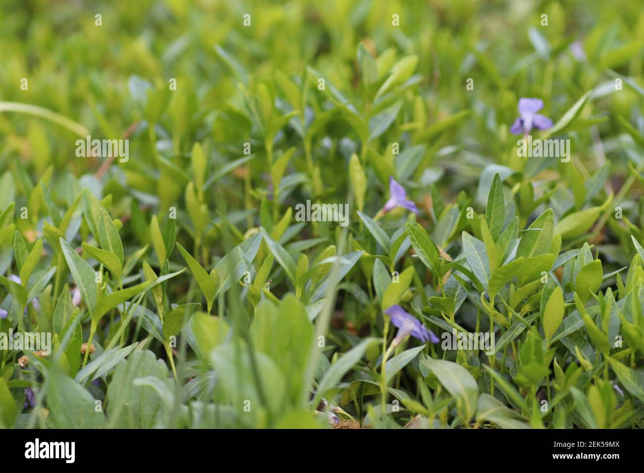 Soothing flowers hi-res stock photography and images - Alamy
