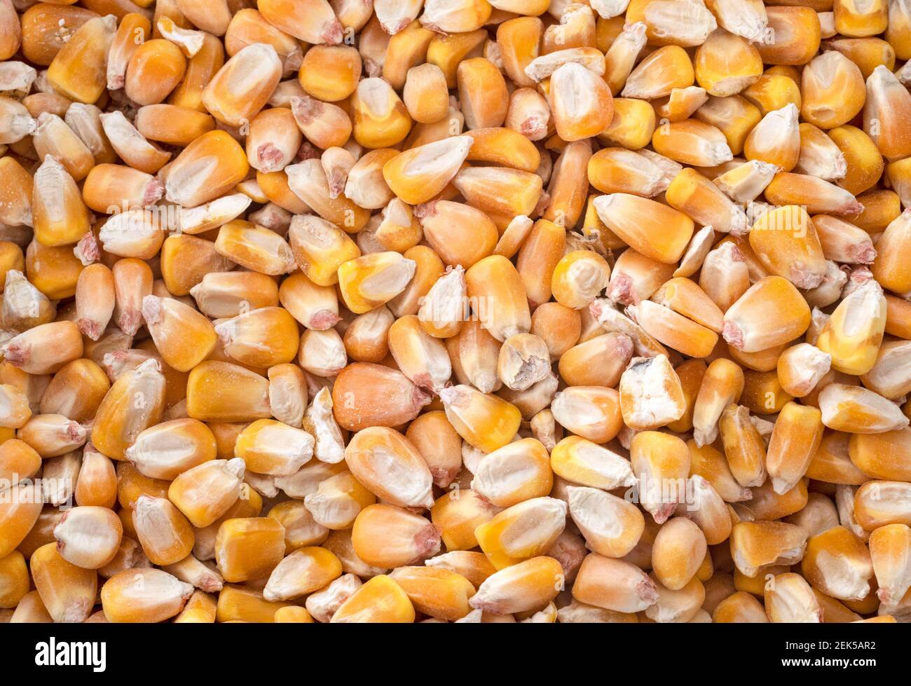 dried corn in front of white background Stock Photo - Alamy