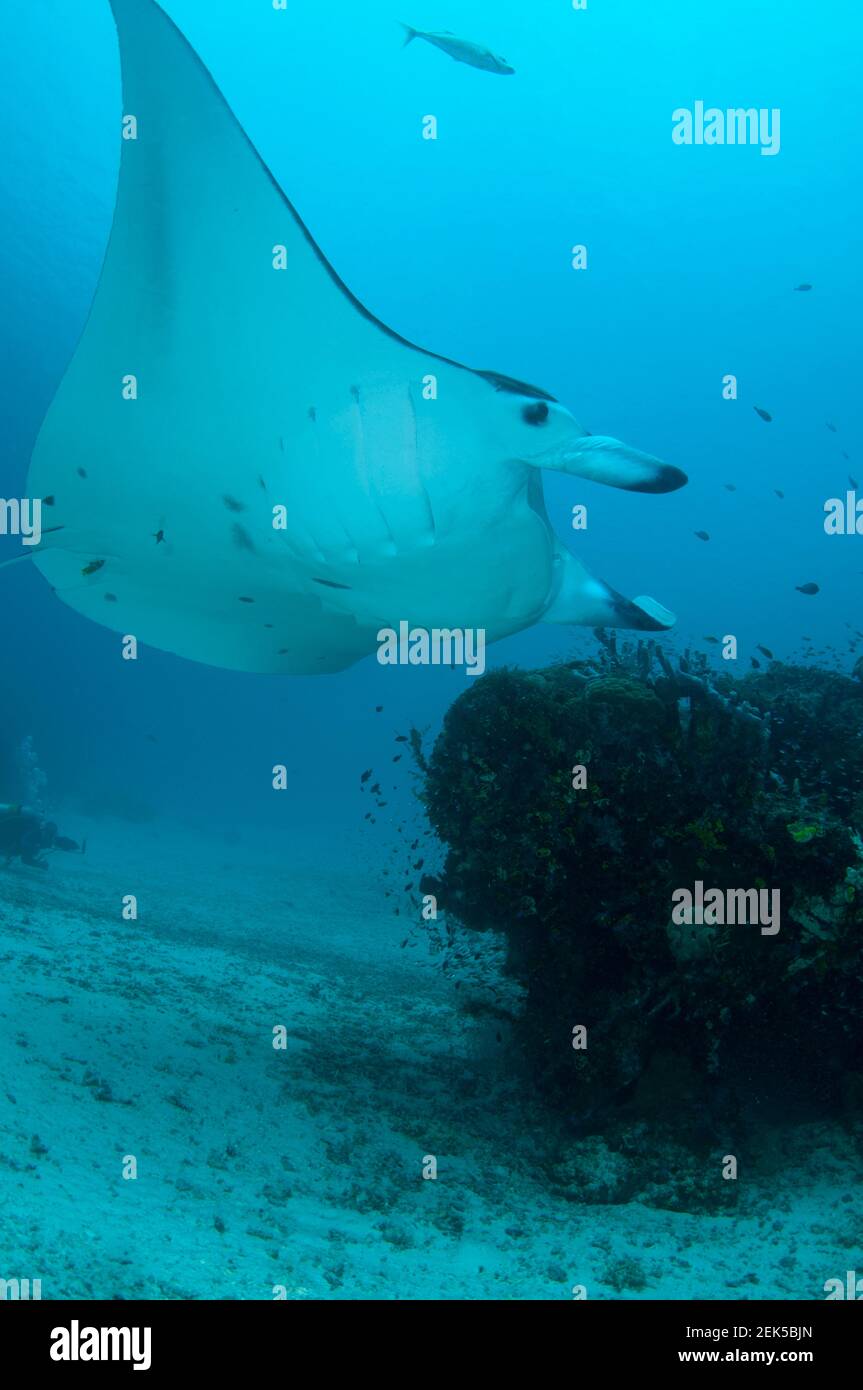 Reef Manta Ray, Mobula alfredi, Manta Sandy dive site, Arborek, Dampier ...