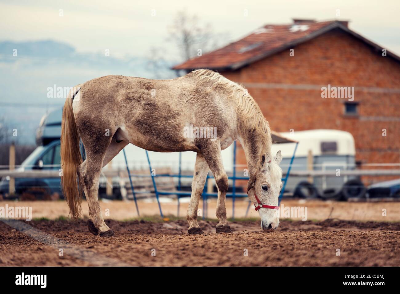 Dirty horses in a muddy riding arena with electric fence in countryside ...
