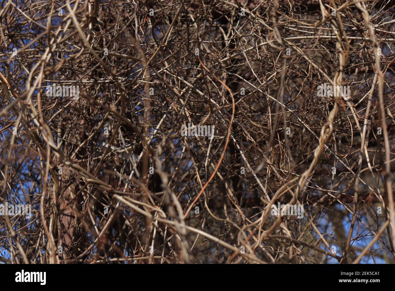 Vines without leaves hi-res stock photography and images - Alamy