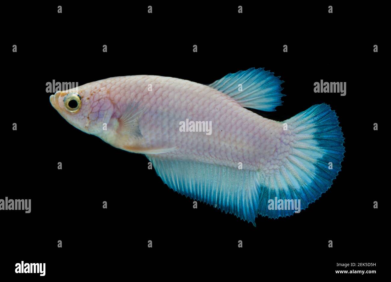 Close up of colorful Betta fish. Beautiful Siamese fighting fish, Fancy ...