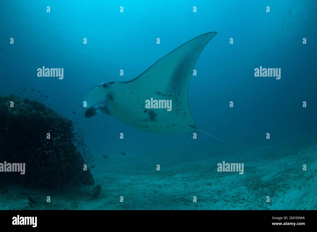 Reef Manta Ray, Mobula alfredi, Manta Sandy dive site, Arborek, Dampier ...