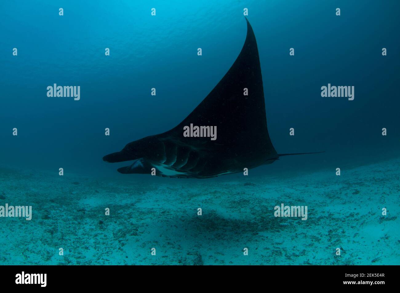 Reef Manta Ray, Mobula alfredi, Manta Sandy dive site, Arborek, Dampier ...