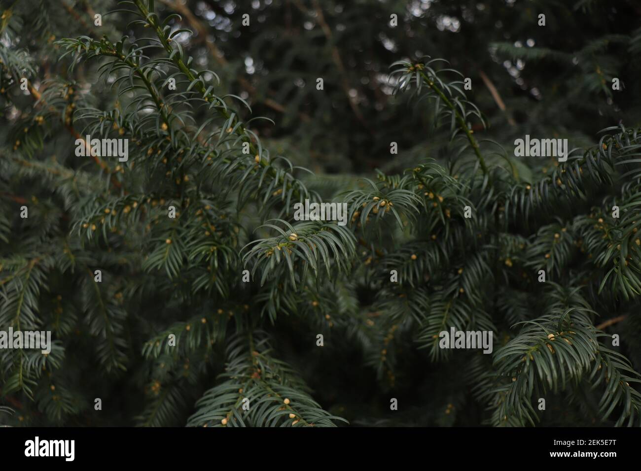 green branches, bush like a Christmas tree Stock Photo - Alamy