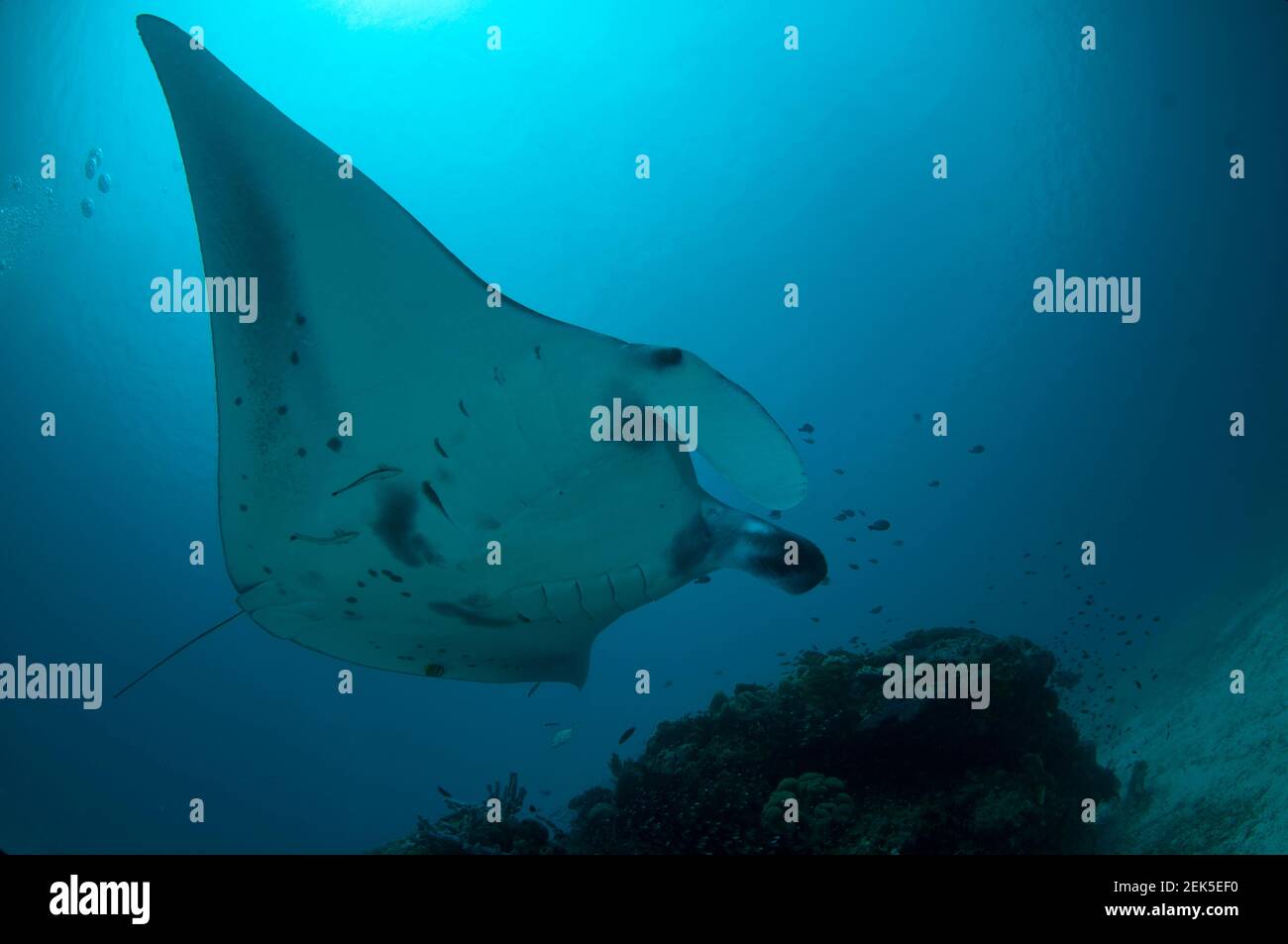 Reef Manta Ray, Mobula alfredi, Manta Sandy dive site, Arborek, Dampier ...
