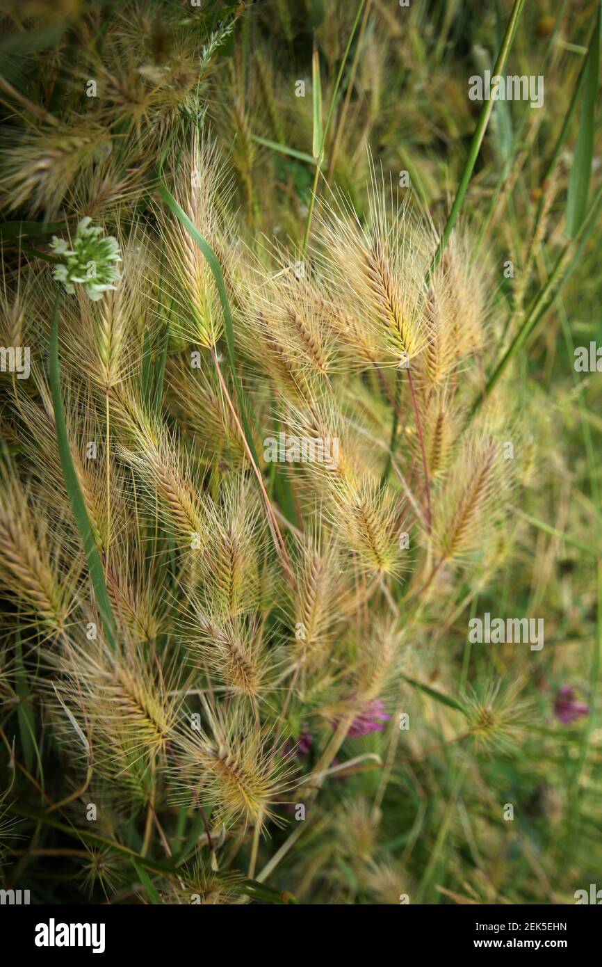 Foxtail is a wild barley plant Stock Photo - Alamy