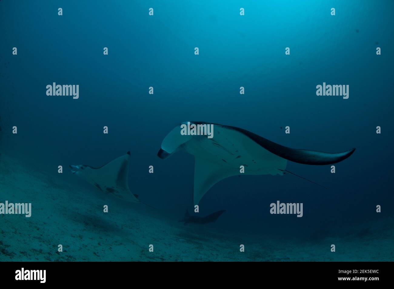 Pair of Reef Manta Ray, Mobula alfredi, Manta Sandy dive site, Arborek ...