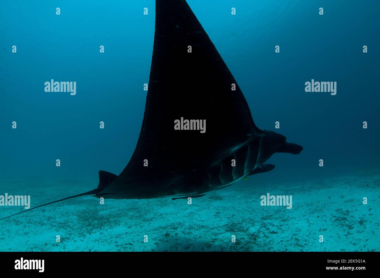 Reef Manta Ray, Mobula alfredi, with Slender Suckerfish, Echeneis ...