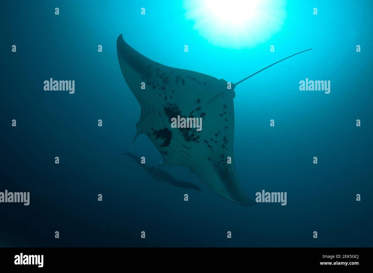 Reef Manta Ray, Mobula alfredi, with sun in background, Manta Sandy ...