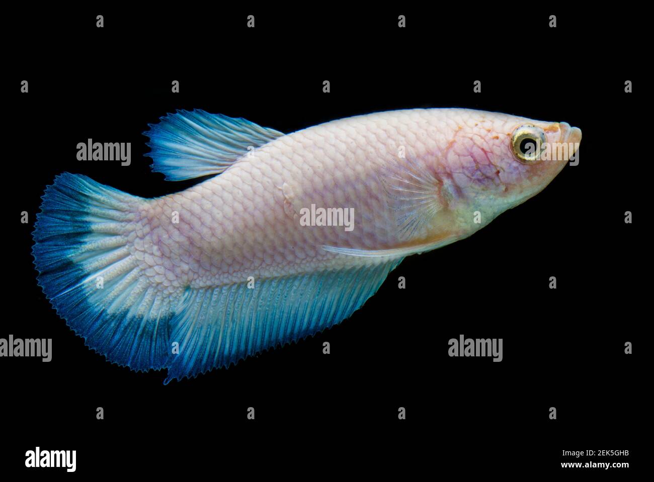 Close up of colorful Betta fish. Beautiful Siamese fighting fish, Fancy ...