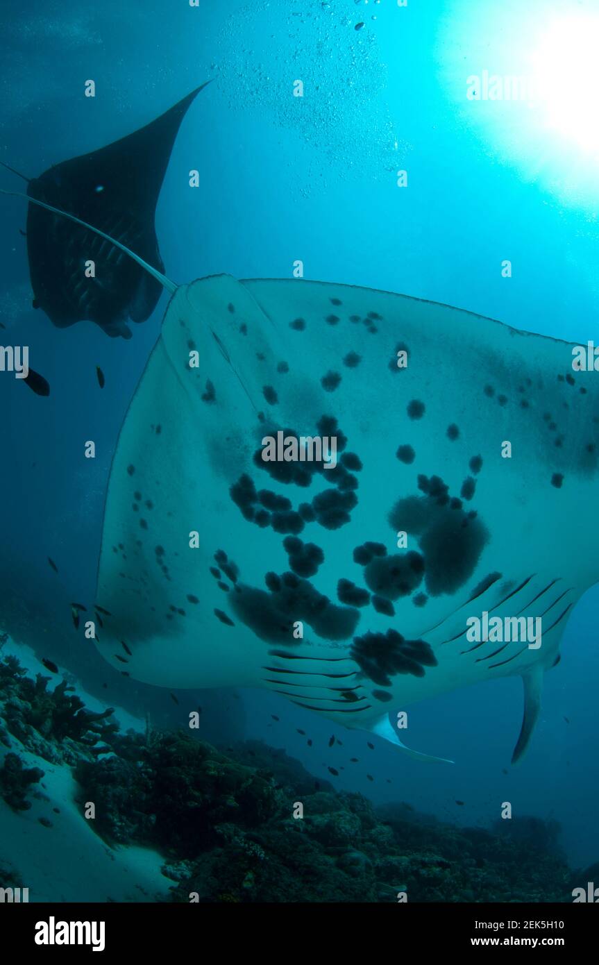 Pair of Reef Manta Ray, Mobula alfredi, Manta Sandy dive site, Arborek ...