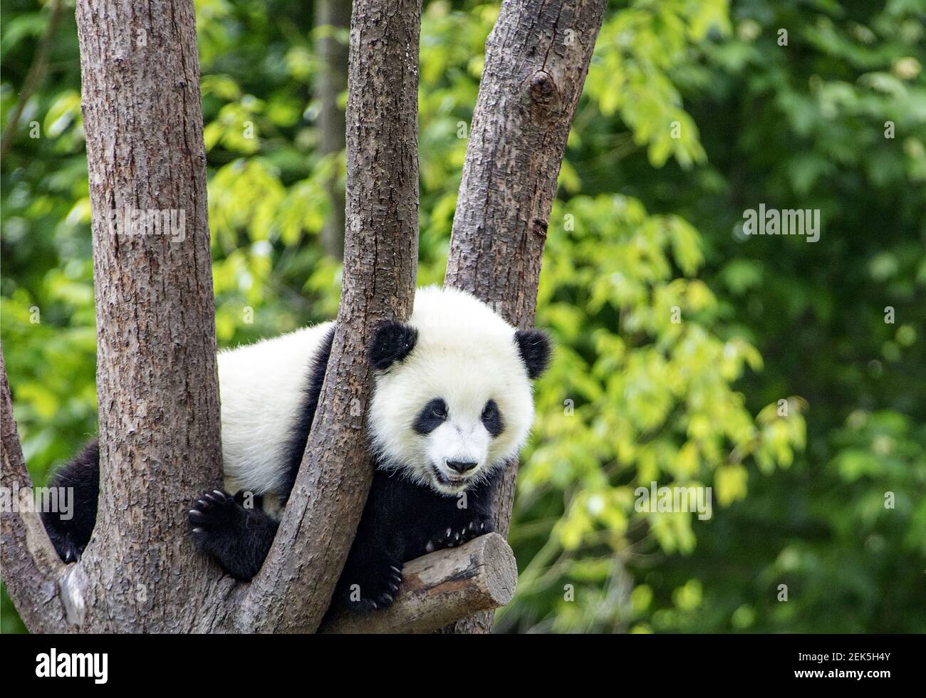 Photos taken between June 9 and June 10 show the giant pandas playing ...